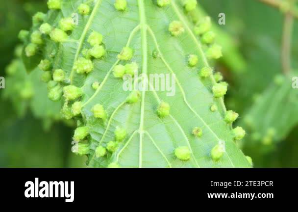 Grape phylloxera (Daktulosphaira vitifoliae) on the vine leaves. Leaf ...