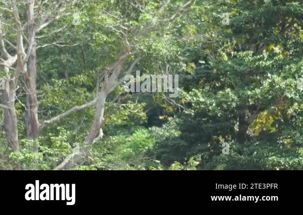 Glasses Lemur (DUSKY LANGUR or SPECTACLED LANGUR) OVERVIEW ... Behavior ...
