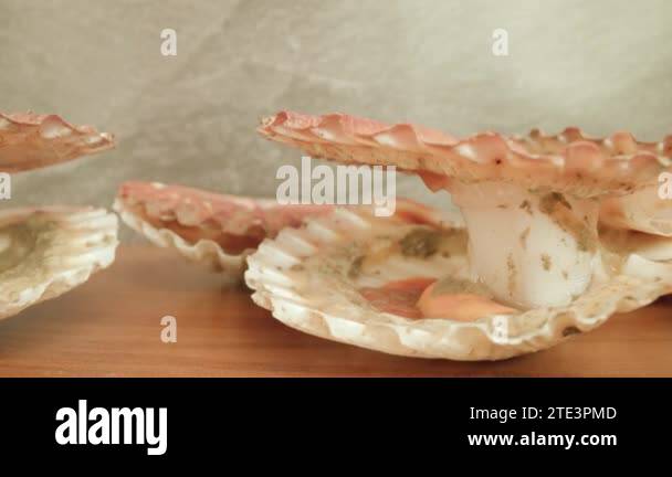 Spotted seashell Stock Videos & Footage - HD and 4K Video Clips - Alamy