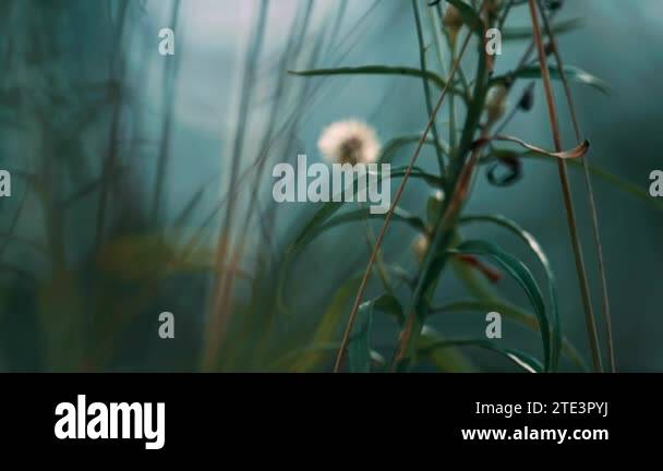 Spikelet growth in forest in defocused green forest grass. Calm natural ...