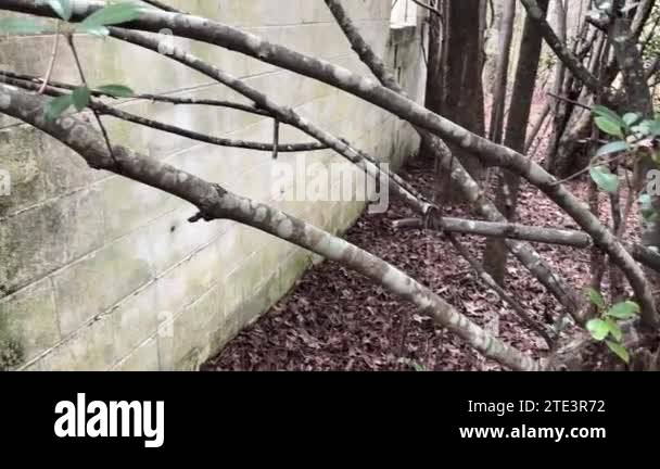 Pan of old spooky overgrown block ruins in the forest forgotten tree ...