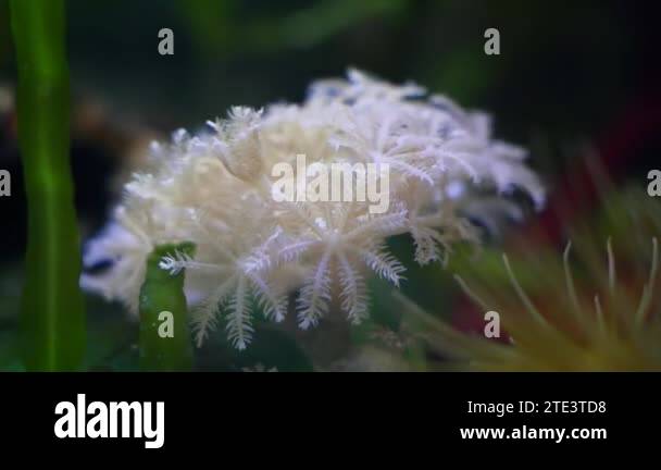 Hardy animals Stock Videos & Footage - HD and 4K Video Clips - Alamy