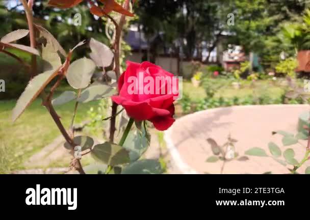 English red rose garden Stock Videos & Footage - HD and 4K Video Clips ...