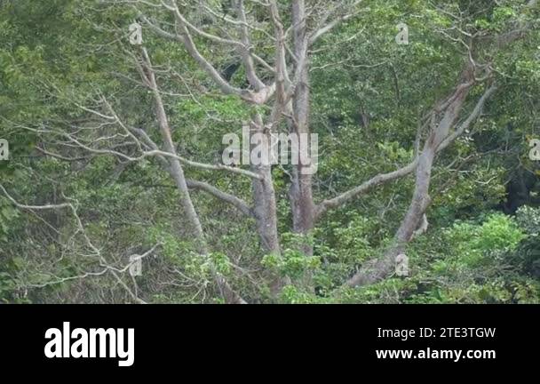 Glasses Lemur (DUSKY LANGUR or SPECTACLED LANGUR) OVERVIEW ... Behavior ...