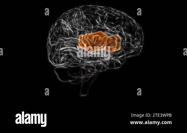 Brain insula Anatomy For Medical Concept 3D Animation Stock Video ...