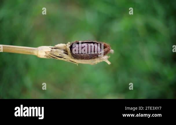 8K 7680x4320 30p.A pupa is the life stage of some insects undergoing ...