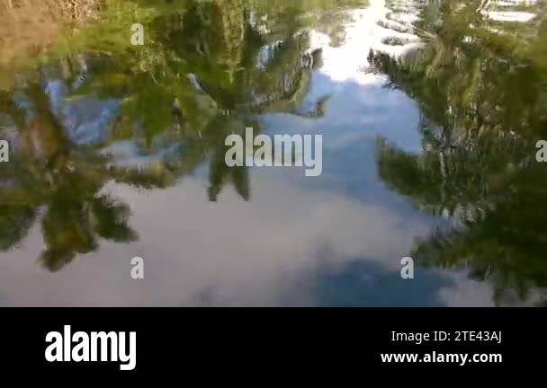 close up shadow of trees appear on a surface stream green forest, with ...