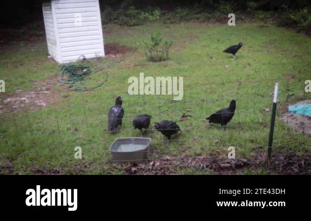 Georgia raptor Stock Videos & Footage - HD and 4K Video Clips - Alamy