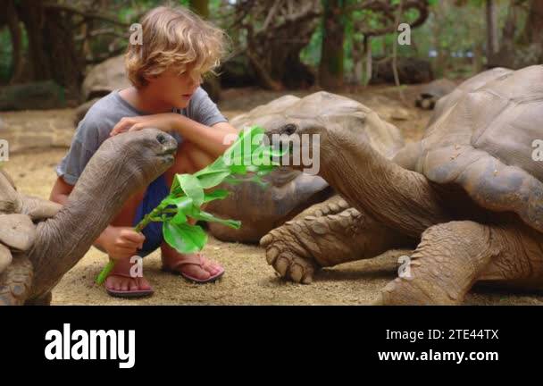 Interaction between humans and animals. Boy caress a big turtle in the ...
