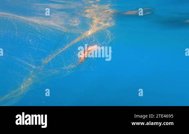 4K.Caught fish in the net hanging from the boat under the sea ...
