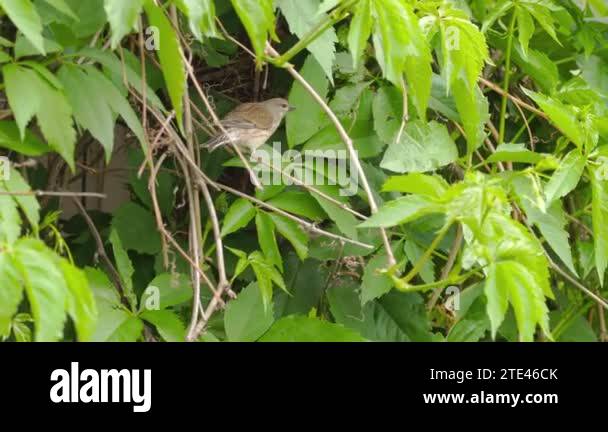 Female linnet bird Stock Videos & Footage - HD and 4K Video Clips - Alamy