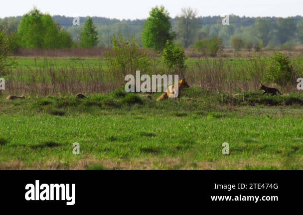Female of Red Fox (Vulpes vulpes) guarding five young red foxes near ...