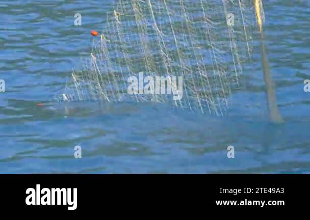Float fishing net pulling from the sea.Nylon fishing net with float ...