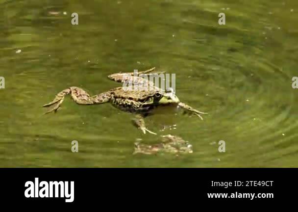 Common frog, Rana temporaria, single reptile croaking in water, also ...
