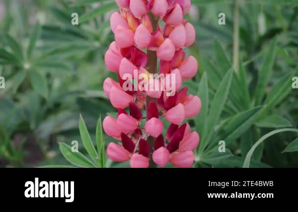 Lupinus russell hybrid Stock Videos & Footage - HD and 4K Video Clips ...