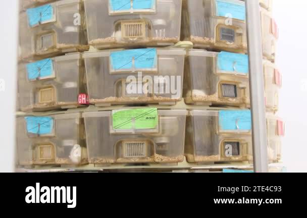 Animal experiment cages Stock Videos & Footage - HD and 4K Video Clips ...