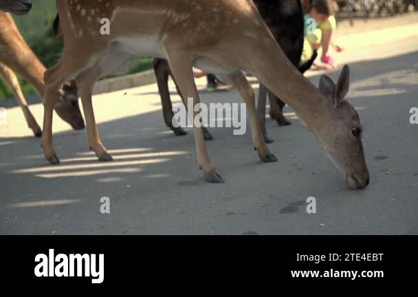How to eat corn Stock Videos & Footage - HD and 4K Video Clips - Alamy