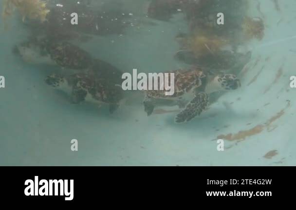 Eretmochelys imbricata . Hawksbill Sea Turtles Swim captive in Los ...