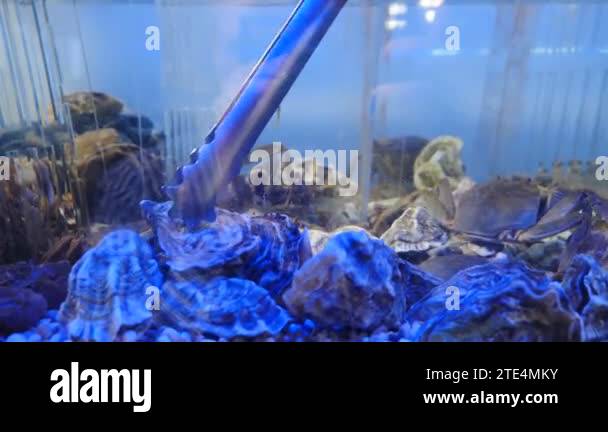 Closed oysters and crab in aquarium at seafood market. Taking out it ...