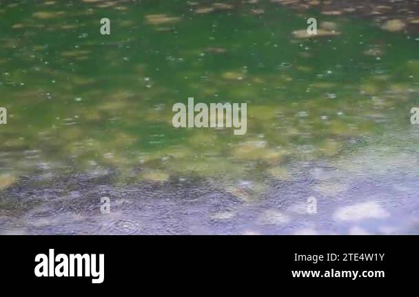Rain drops on water. Rainfall sprinkle scene on a rainy weather. Raindrops ripple also visible ...