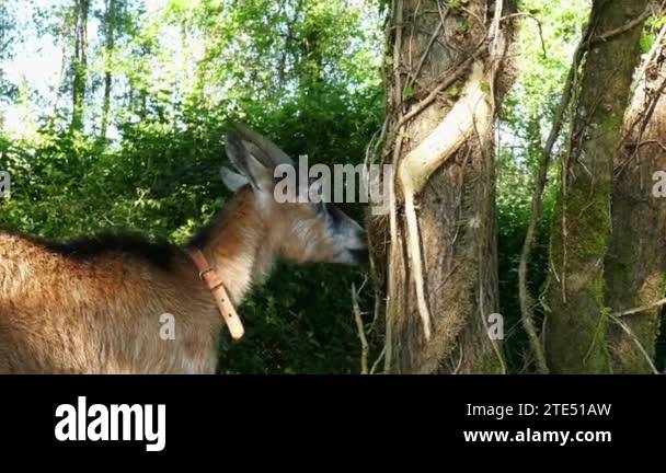 Goat eating tree Stock Videos & Footage - HD and 4K Video Clips - Alamy