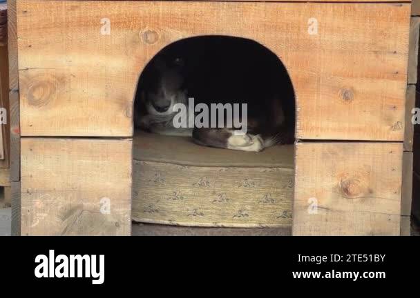 Stray street dog sitting inside his dog house. A doghouse, dog house ...