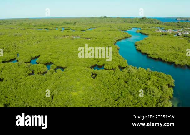 Mangroves, top view. Mangrove forest and winding rivers Stock Video ...