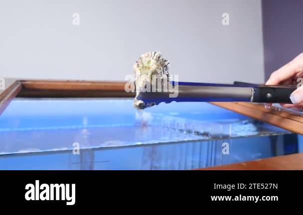 Fresh oysters in restaurant aquarium, clean sea water and shellfish ...