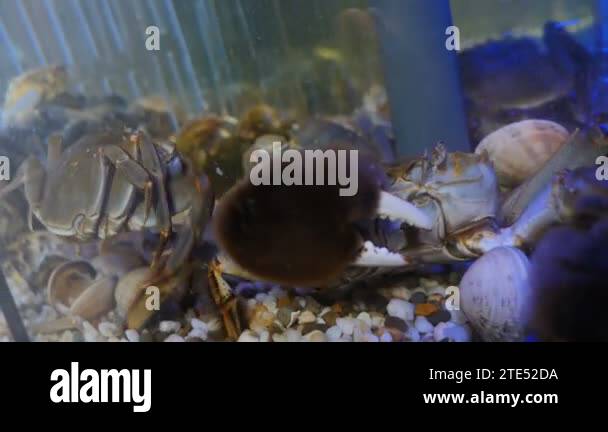 Red fur crab Stock Videos & Footage - HD and 4K Video Clips - Alamy