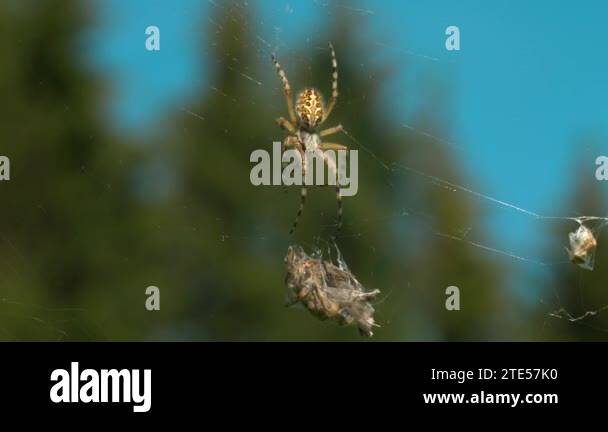 Orb weaver spider nature natural world wildlife Stock Videos & Footage ...