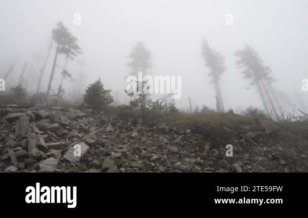 Trees damaged by acid rain Stock Videos & Footage - HD and 4K Video ...