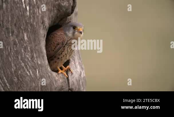 Male common kestrel peeking out of nesting hole inside a tree and ...