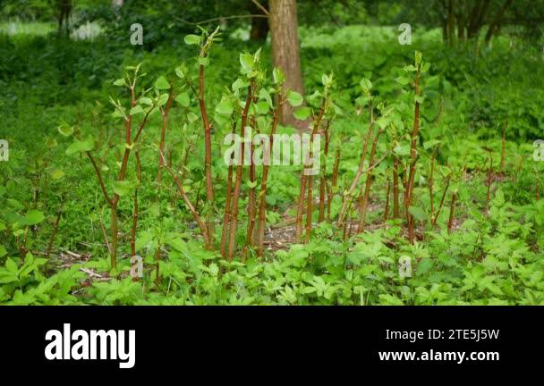 Gatecrasher flowers knotweed Japanese, invasive expansive species of dangerous plants leaf ...