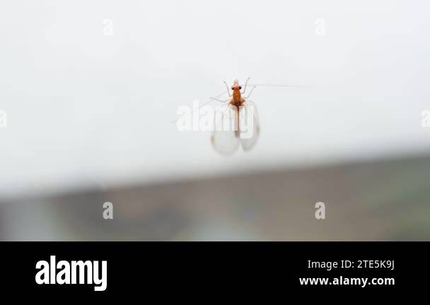 Antennae insect Stock Videos & Footage - HD and 4K Video Clips - Alamy