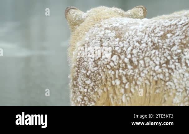 Polar bear in winter landscape at snowfall, swimming in cold water ...