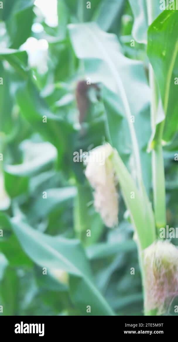 Vertical maize corn sunny Stock Videos & Footage - HD and 4K Video ...