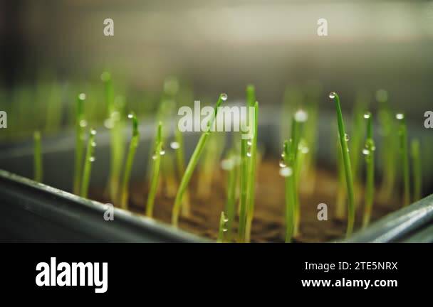 sprouted corn seeds. close-up. laboratory container with corn seed ...