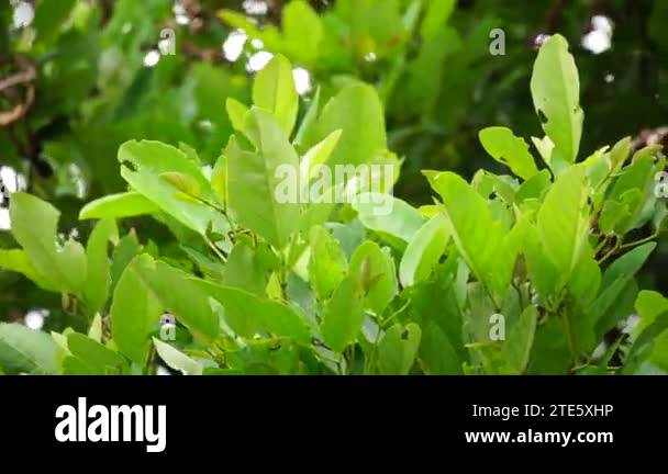 Erythrina fusca (Also called purple coraltree, gallito, bois immortelle ...