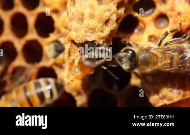 Bees help Queen Bee to get out of cocoon. The beginning of a new life ...