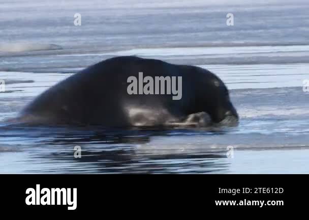 The seal breaks the ice trying to get out of the water. A seal tries to ...
