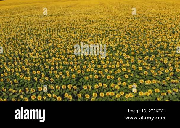 sunflower field. aero. top view. aerial drone video. A flying over sunflower fields. Blooming ...