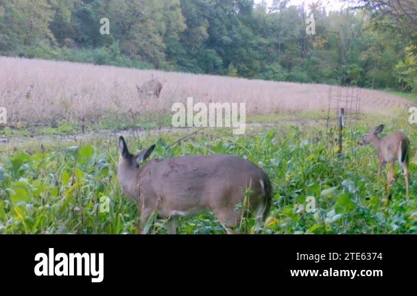 Whitetail Deer doe with her two twin fawns cautiously eating in a ...