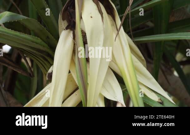 Fragrant Screwpine flower (Pandanus fascicularis, Pandanus odorifer ...