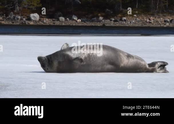 Seal resting, tumbling and rolling over on an ice floe. The bearded ...