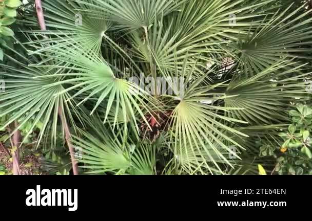 Doum palm tree Stock Videos & Footage - HD and 4K Video Clips - Alamy
