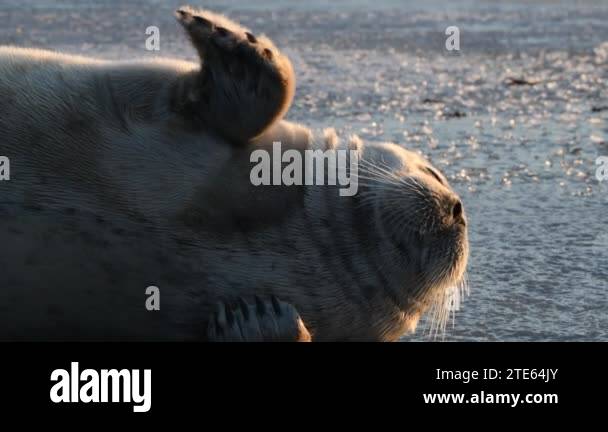 The seal is basking and stretching, resting on an ice floe. Close up ...