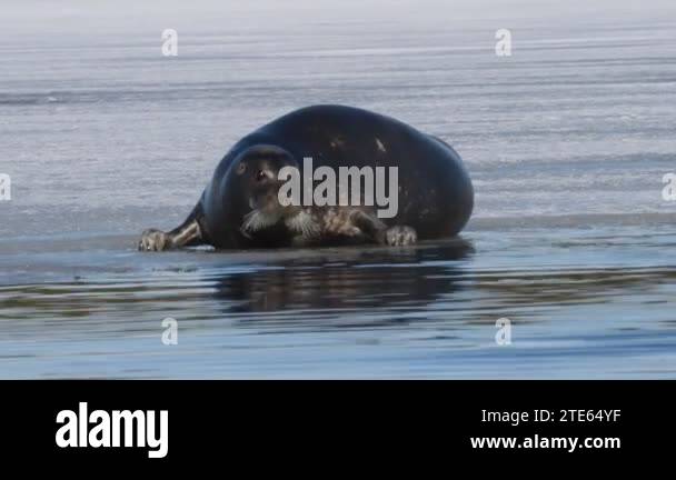 Flipper flippers animal mammal Stock Videos & Footage - HD and 4K Video ...