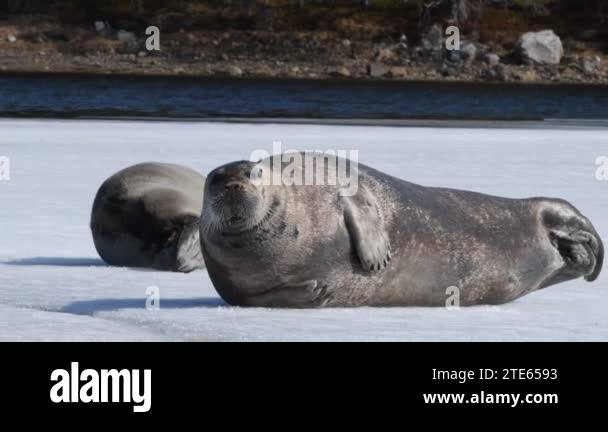 Square seals Stock Videos & Footage - HD and 4K Video Clips - Alamy