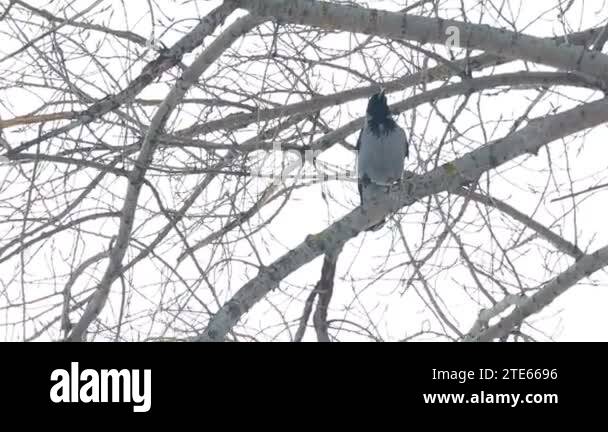crow on the tree. crow in hand. crow chick. people are holding in their ...