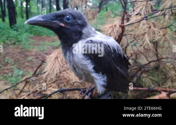 crow on the tree. crow in hand. crow chick. people are holding in their ...